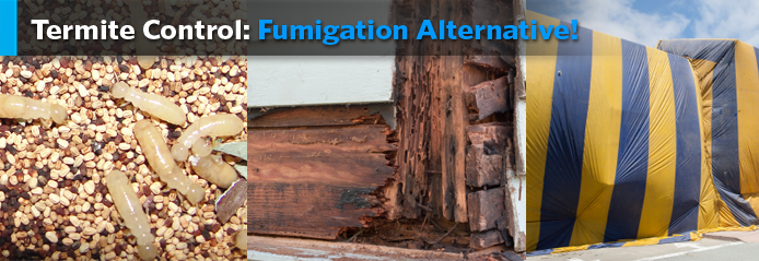 Orange County Pest Control & Services – Orange County Pest Control