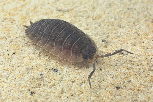 Sow Bug Prevention and Management – Orange County Pest Control