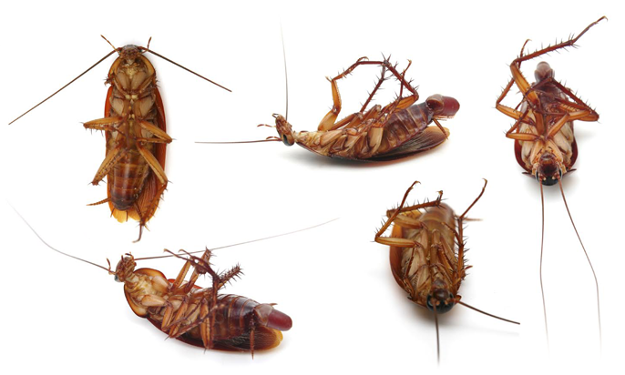 American Cockroach Vs German Cockroach