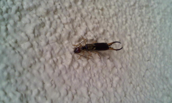Orange County Earwigs and Silverfish – Orange County Pest Control