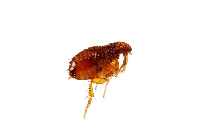 Southern California Fleas – Orange County Pest Control