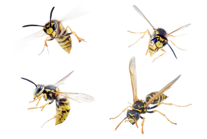 Yellow Jacket Wasps in OC – Orange County Pest Control