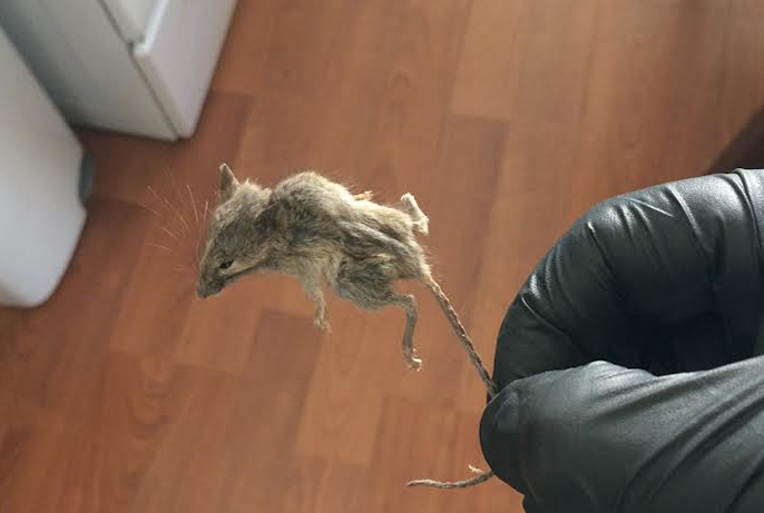 Rodents: Mice & Rats in Orange County – Orange County Pest Control