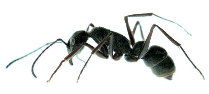 Be Ant-Free this Summer in Orange County – Orange County Pest Control