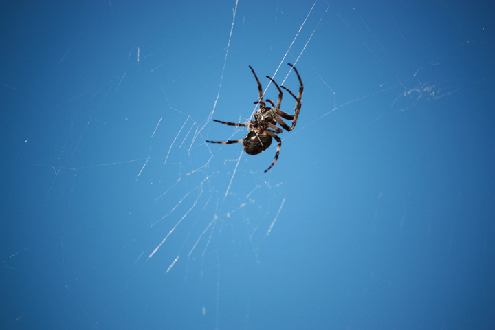 Spiders of Orange County – Orange County Pest Control