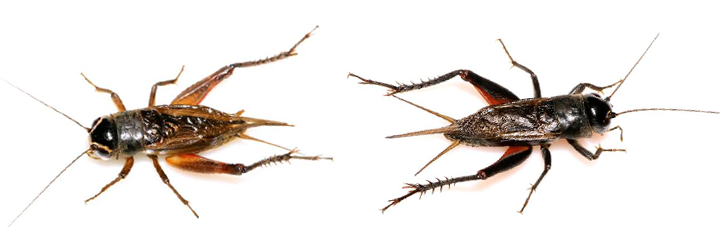 Orange County House Crickets – Orange County Pest Control