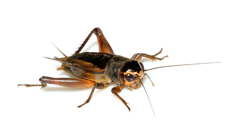 Orange County House Crickets – Orange County Pest Control