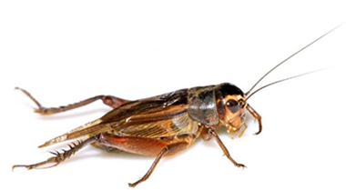Orange County House Crickets – Orange County Pest Control