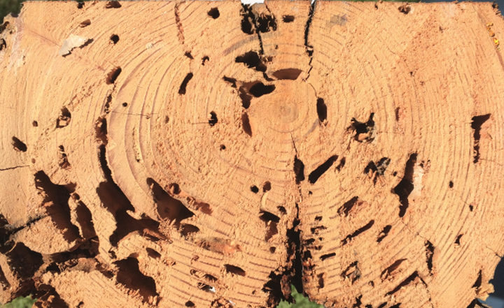 Termite Tenting services and Home Fumigation in Orange County – Orange ...