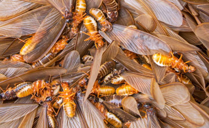 Termite Tenting services and Home Fumigation in Orange County – Orange ...