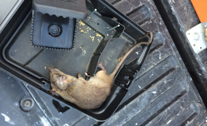 Rodent Infestation in OC Cities – Orange County Pest Control