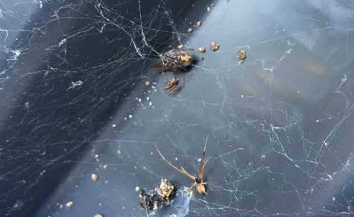 Common Spiders of Orange County – Orange County Pest Control