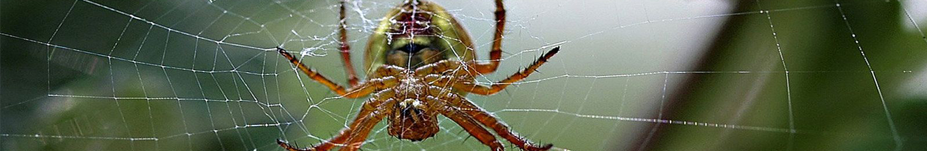 spiderbanner - Orange County Pest Control