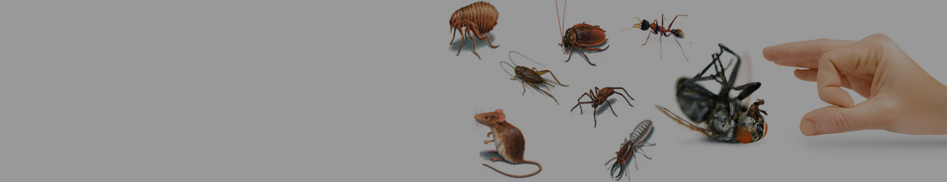 aboutus1 – Orange County Pest Control