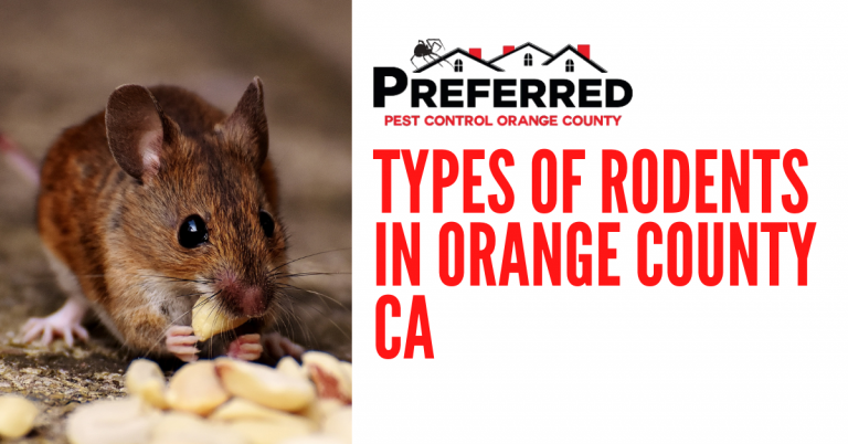 Orange County Pest control | Preferred Pest Control