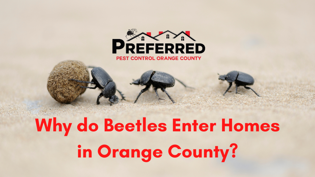 Orange County Pest control | Preferred Pest Control