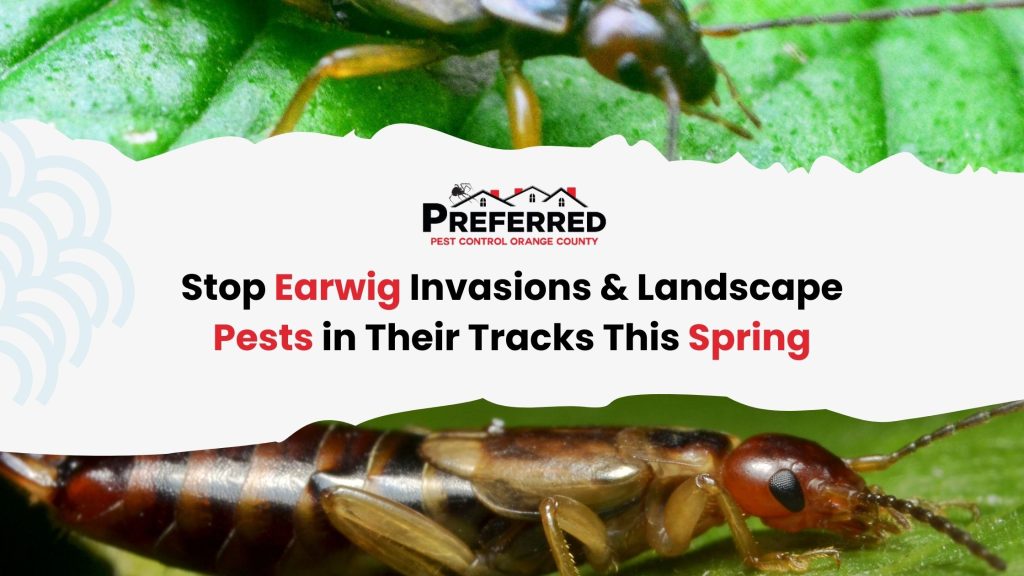 Orange County Pest Control