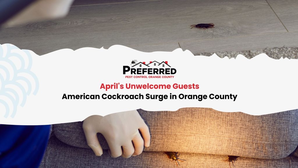 April's Unwelcome Guests: American Cockroach Surge in Orange County ...