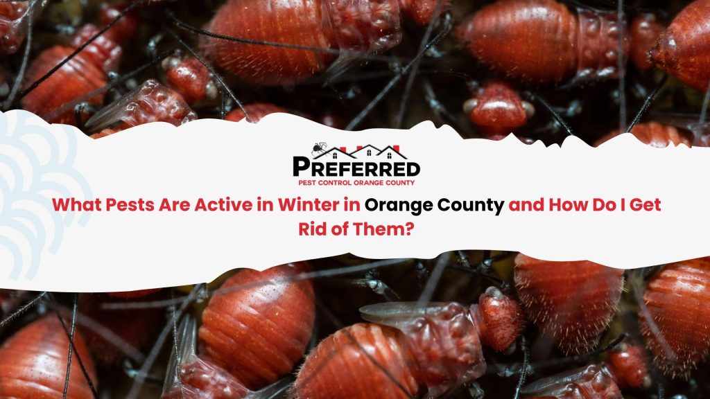 What Pests Are Active in Winter in Orange County and How Do I Get Rid ...