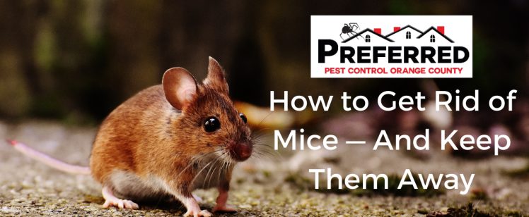 How to Get Rid of Mice — And Keep Them Away – Orange County Pest Control