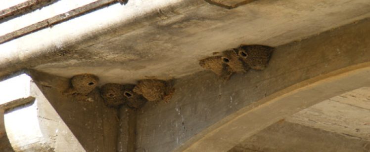 Swallow-nests-droppings – Orange County Pest Control