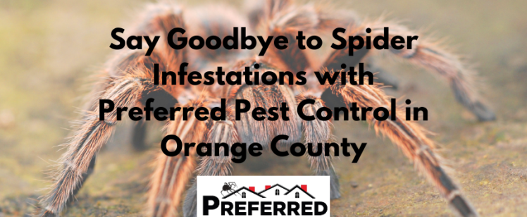 Say Goodbye to Spider Infestations with Preferred Pest Control in ...