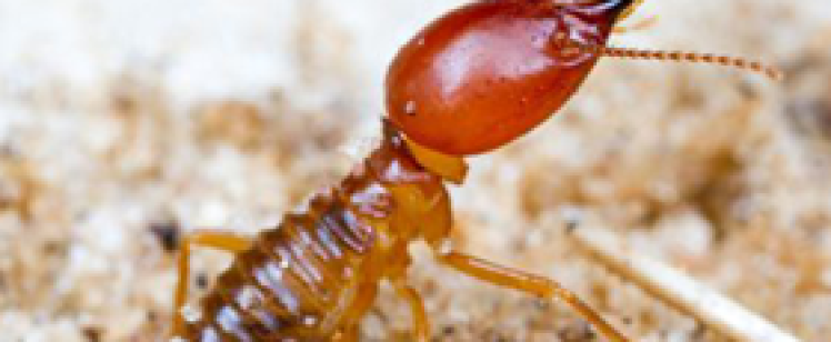 termite – Orange County Pest Control